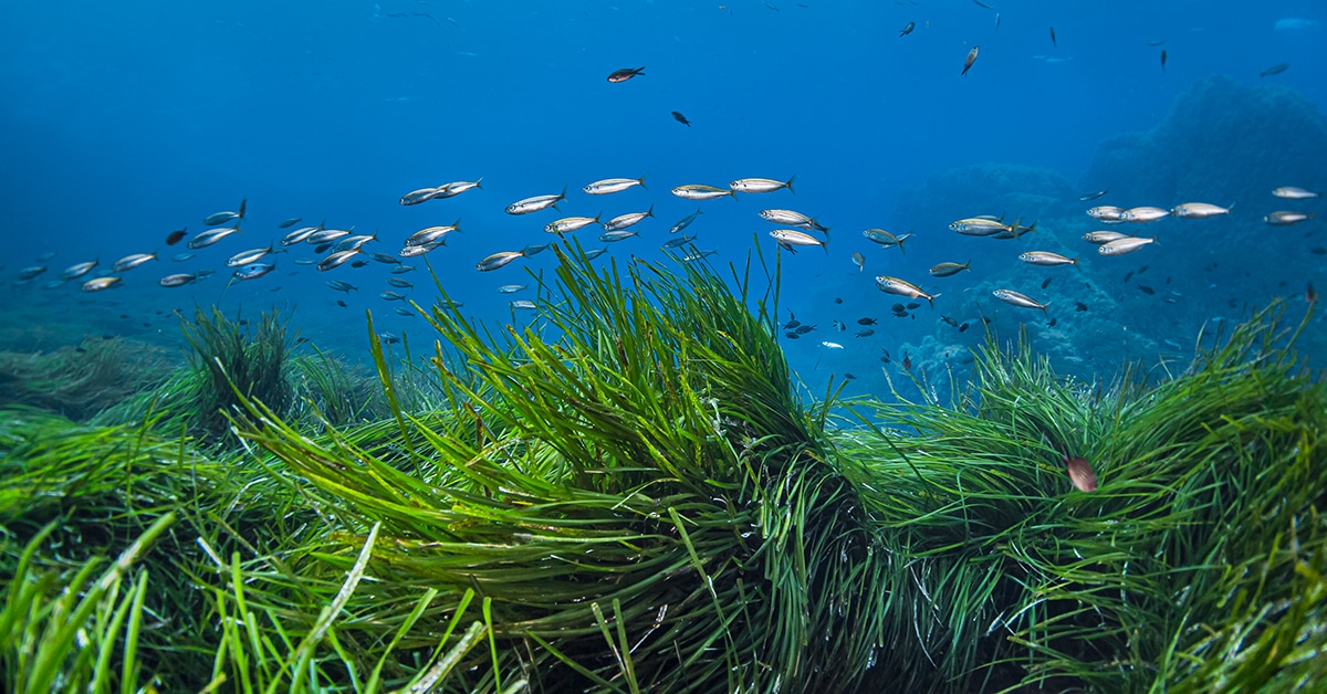 La posidonie, poumon de la Méditerranée, aide à réduire la pollution ...