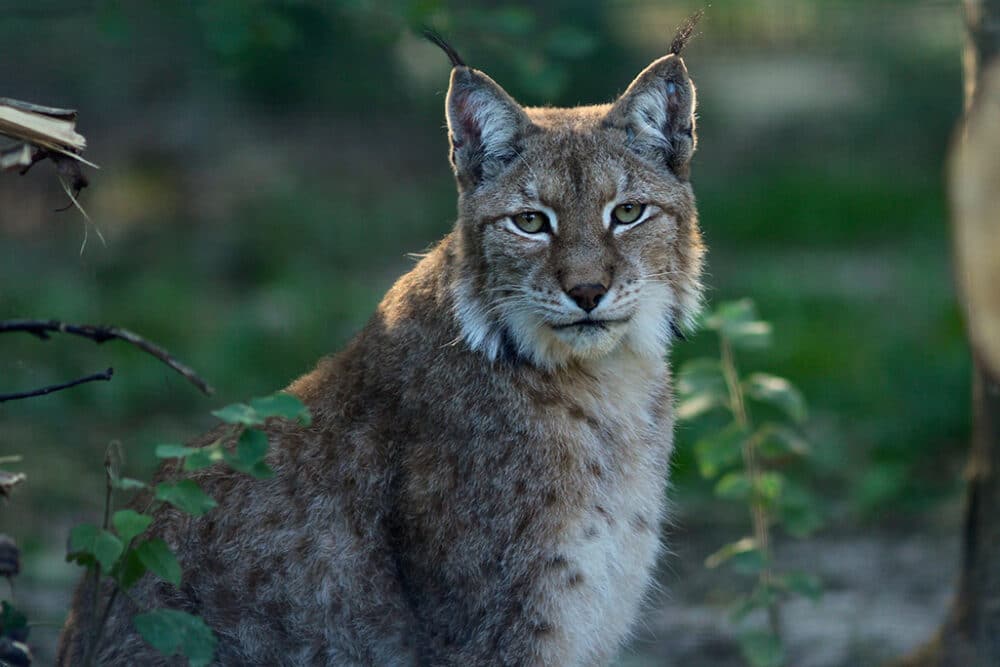 Des scientifiques alertent sur le déclin du lynx en France