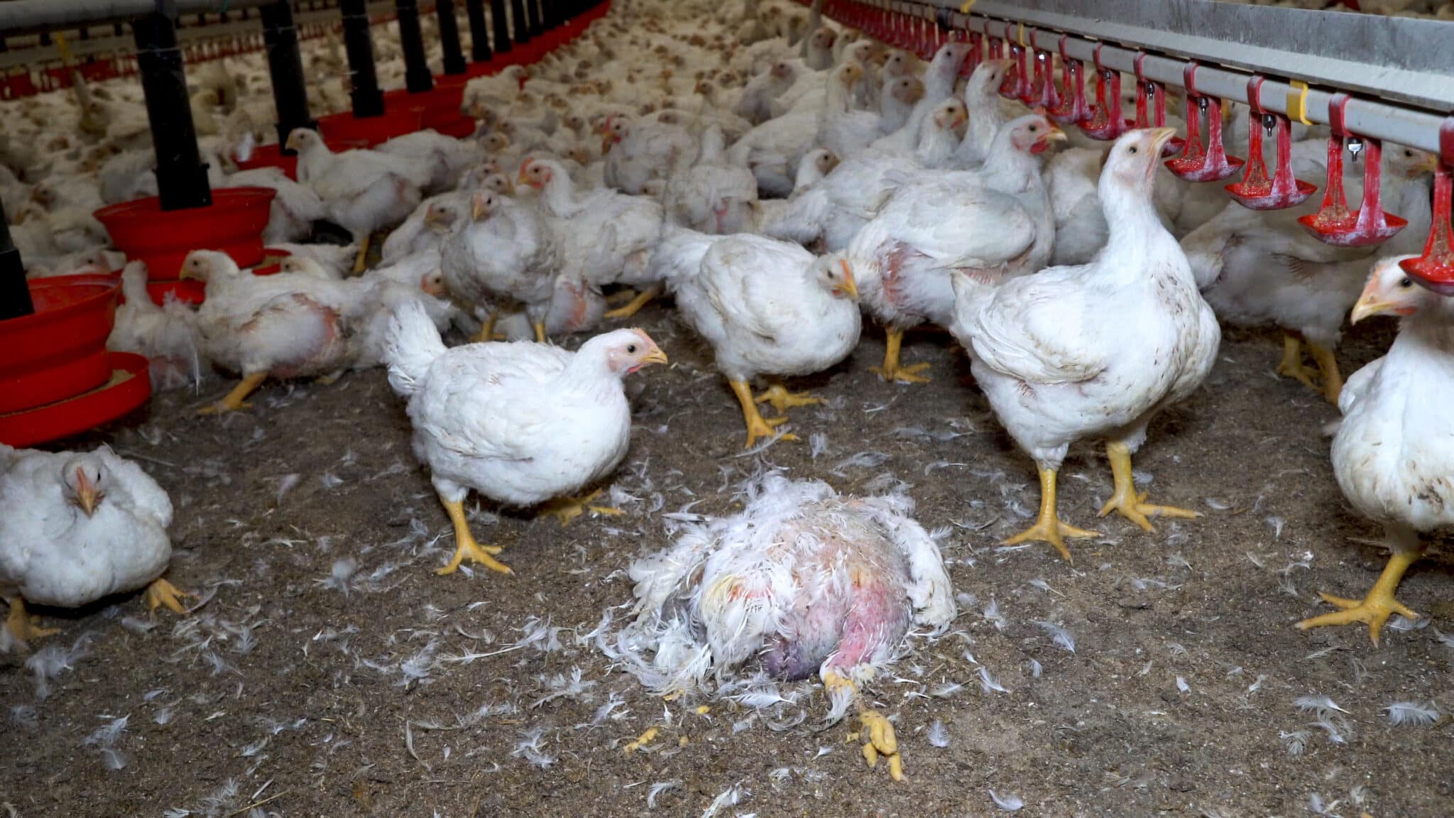 Derrière les publicités Le Gaulois, Maître Coq et Marie, la souffrance ...