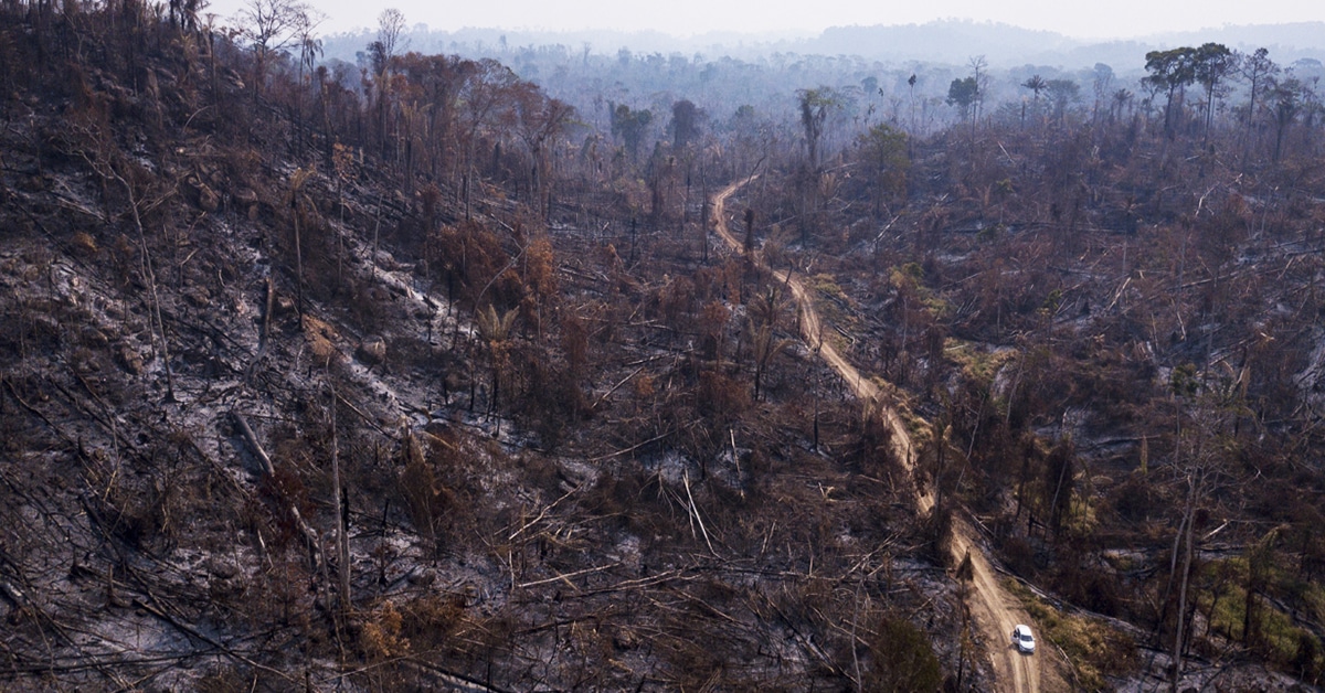 Malgré les promesses, Carrefour contribue toujours à la déforestation ...