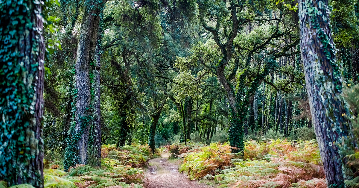 Ces propriétaires forestiers s'engagent à mettre fin aux coupes rases ...