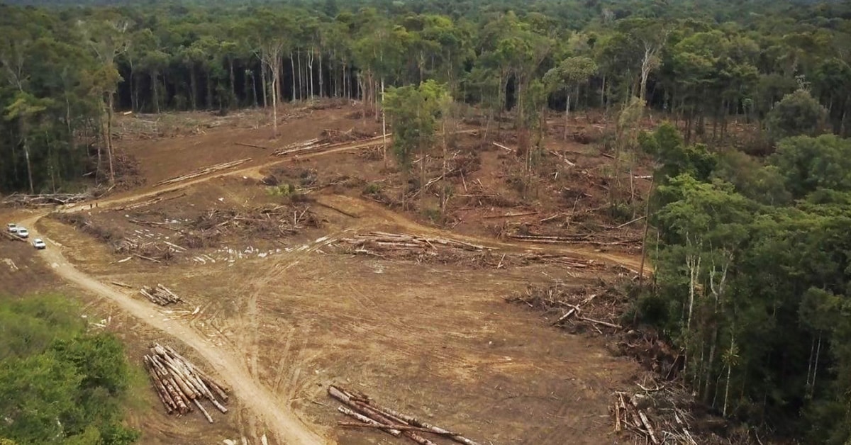 L’essor des centrales à bois énergie menace des milliers d’hectares de forêts primaires en ...