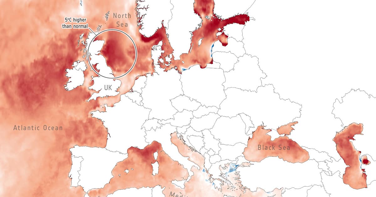 Une canicule marine sans précédent dévaste la Mer du Nord et risque de ...