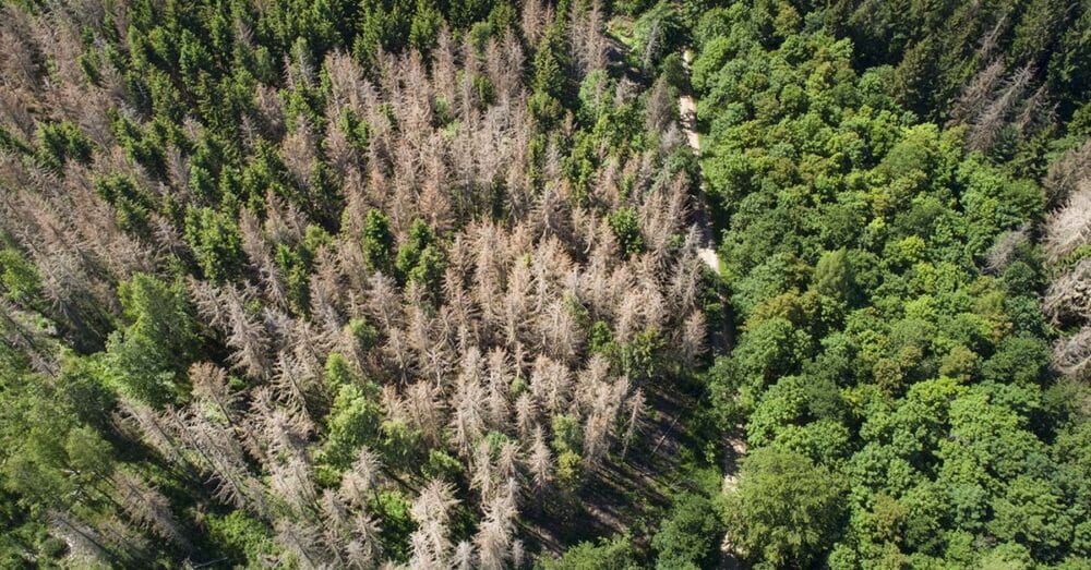 La dégradation des forêts en France : un stop à la neutralité carbone