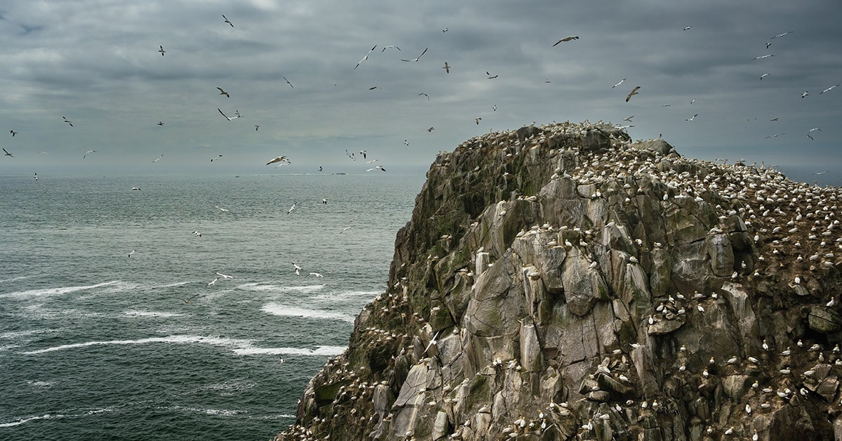 Protéger les oiseaux de mer : une solution pour mieux stocker le CO2 ...