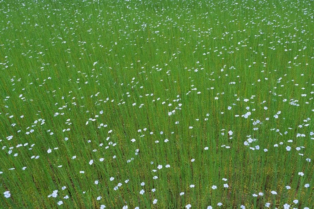 La France est le plus grand producteur de lin au monde