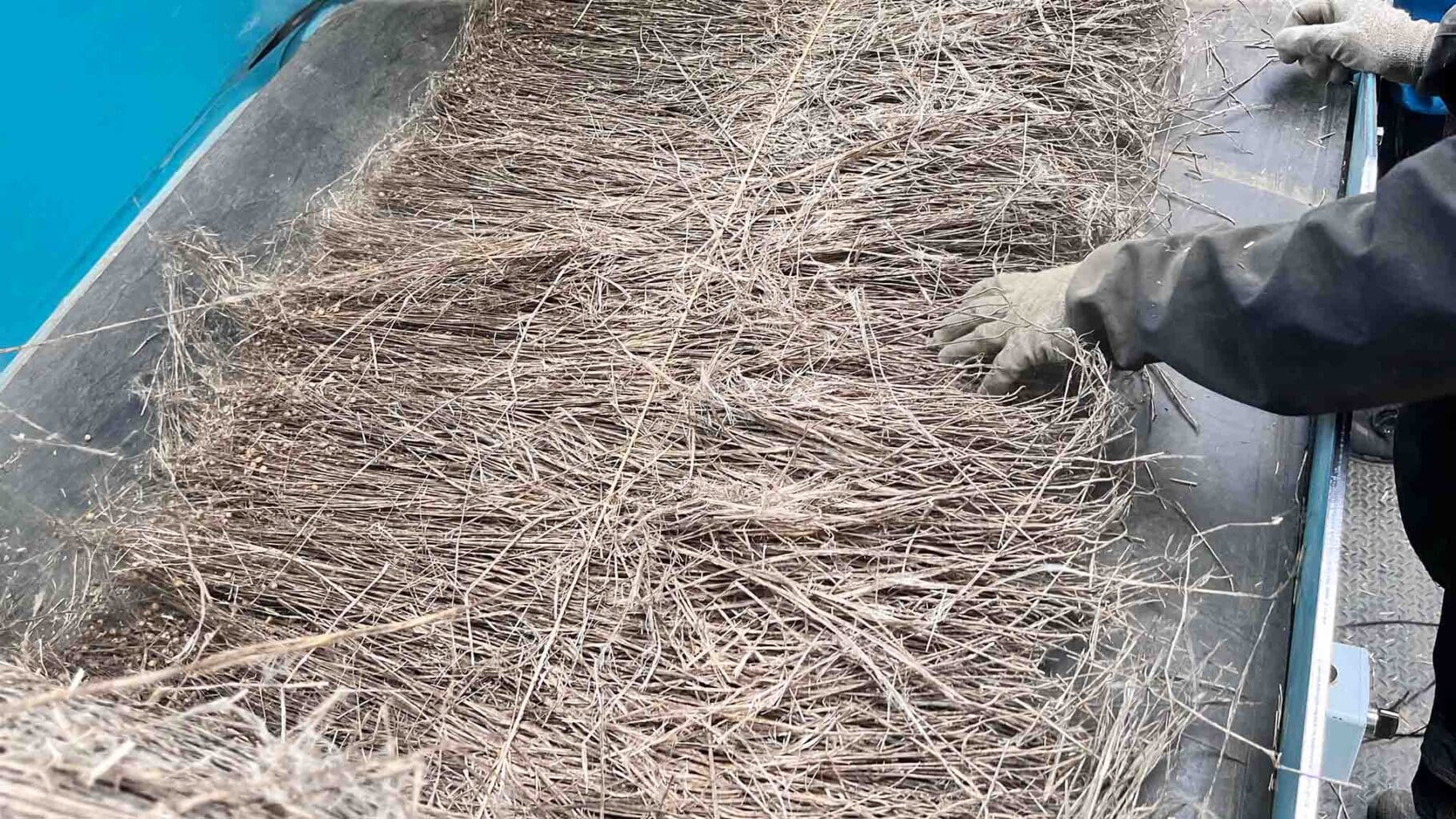 La France est le plus grand producteur de lin au monde