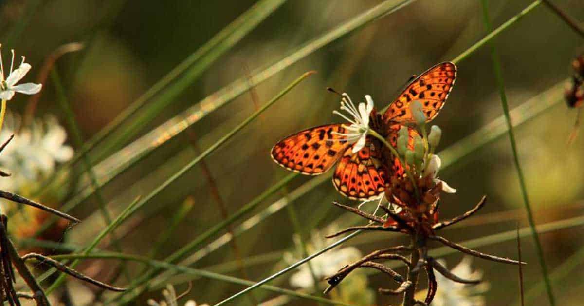 Une ONG va planter 20 000 violettes pour sauver un papillon