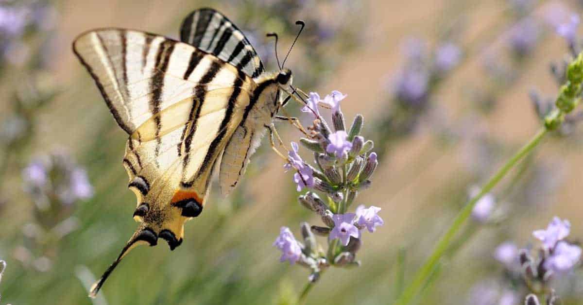 Retour des papillons en ville grâce à un parc de 1ha à Marseille