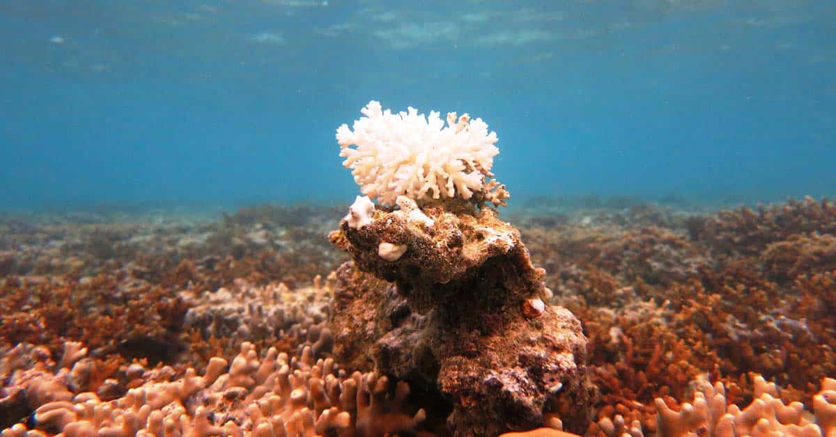 Le plus vaste blanchissement de coraux au monde est en cours