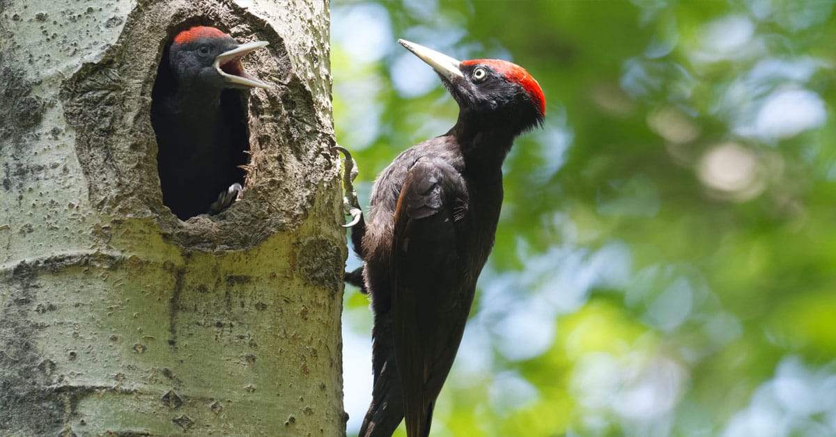 Le pic noir façonne et protège nos forêts