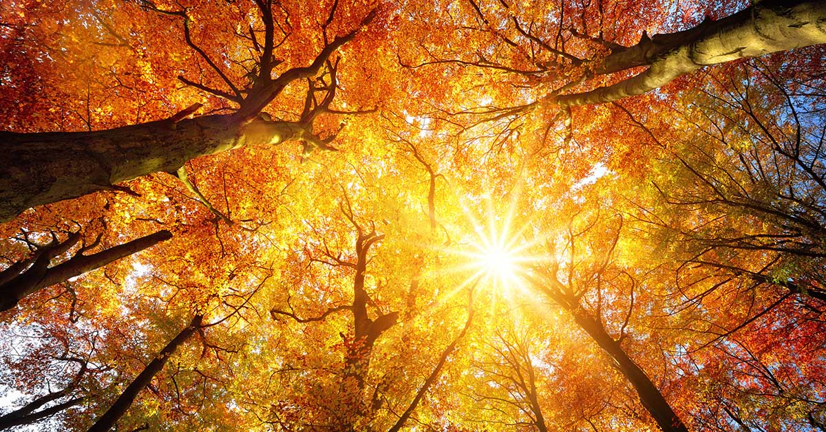 Hans Kreusler : « Je suis le partenaire de la forêt