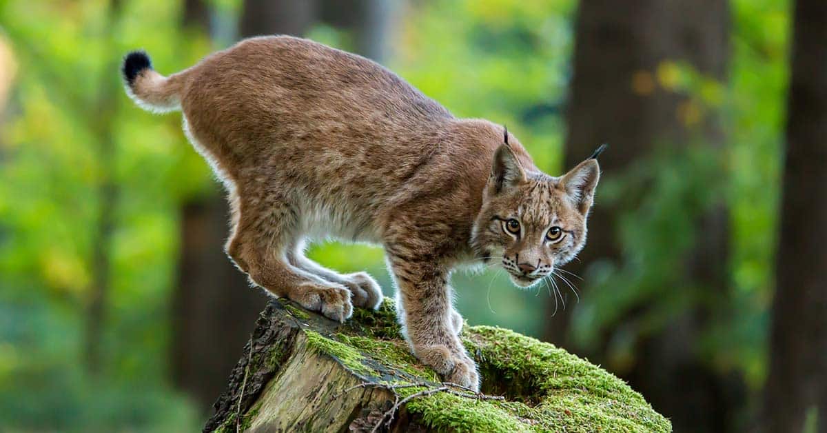 Des scientifiques alertent sur le déclin du lynx en France