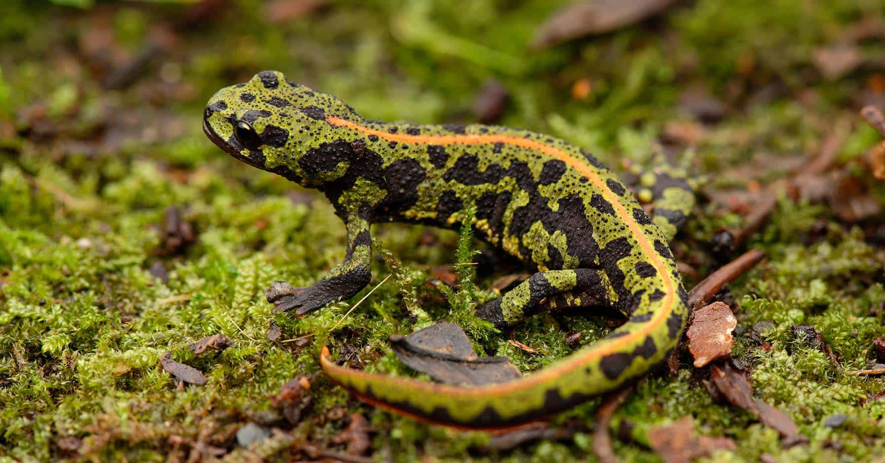 Cette fermeture de route sauve 2000 amphibiens par an