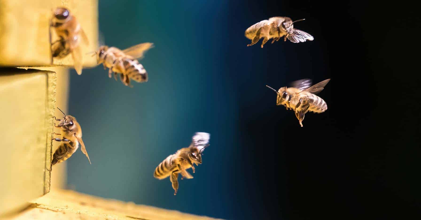 Les abeilles se transmettent l’apprentissage de la danse