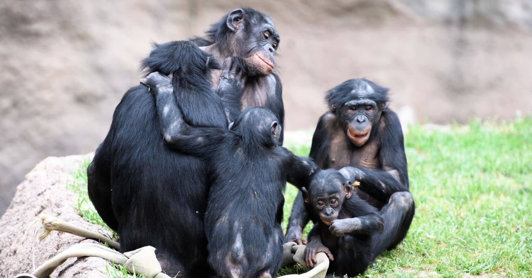 Les femelles bonobos s’allient pour dominer les mâles