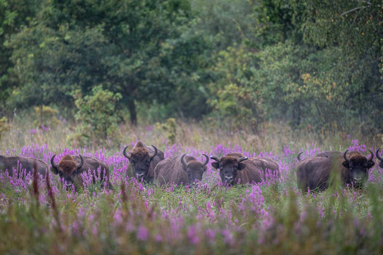 La réintroduction du bison d’Europe est une réussite et ce qu’il ...