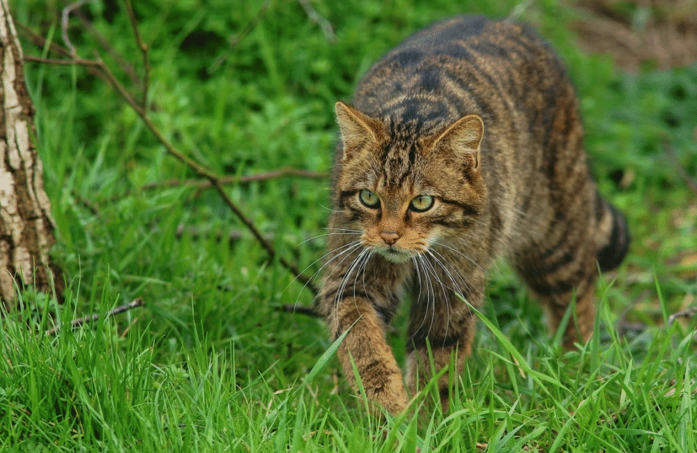 Les chats forestiers font leur grand retour en France
