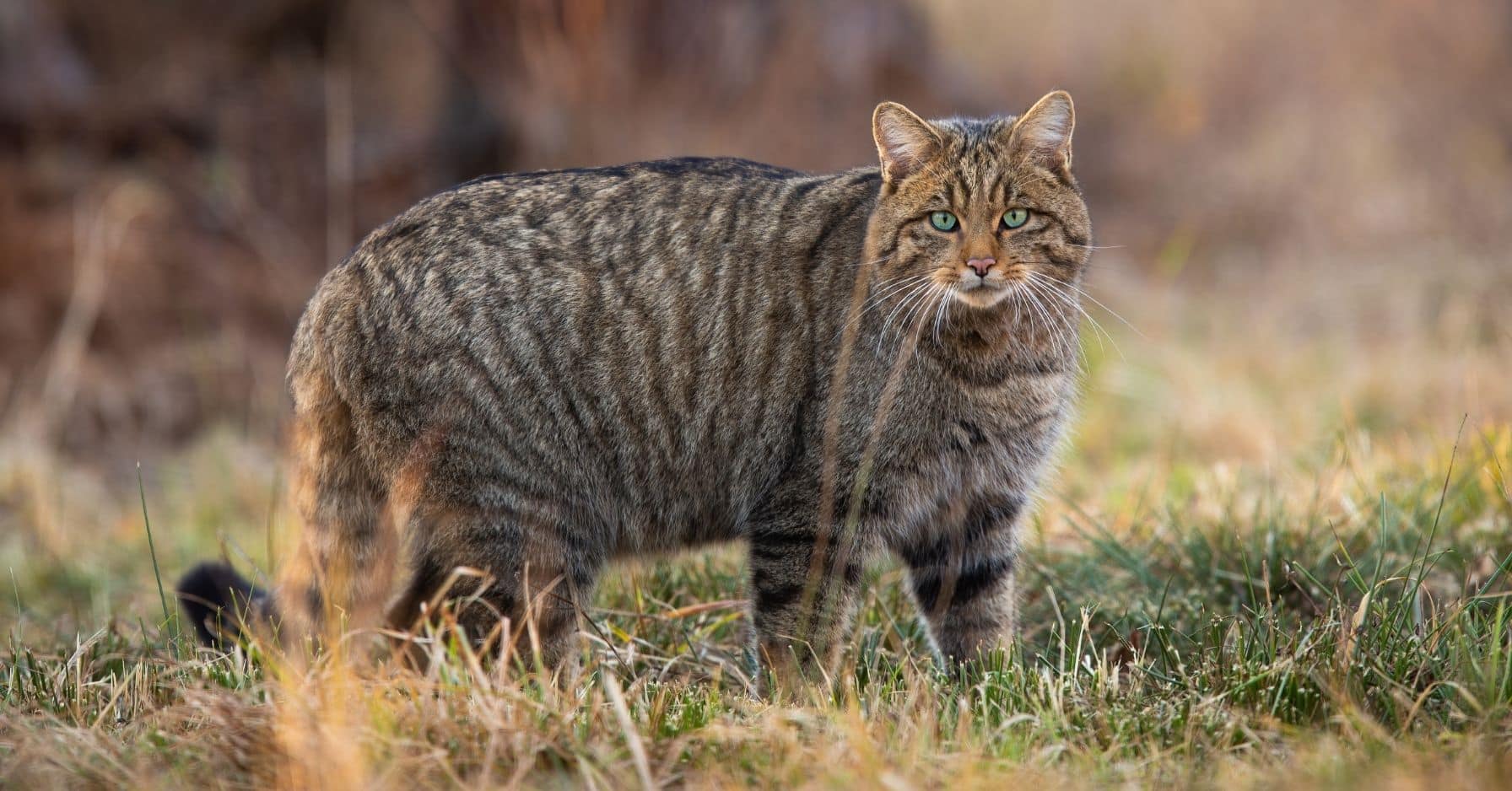 Les chats forestiers font leur grand retour en France