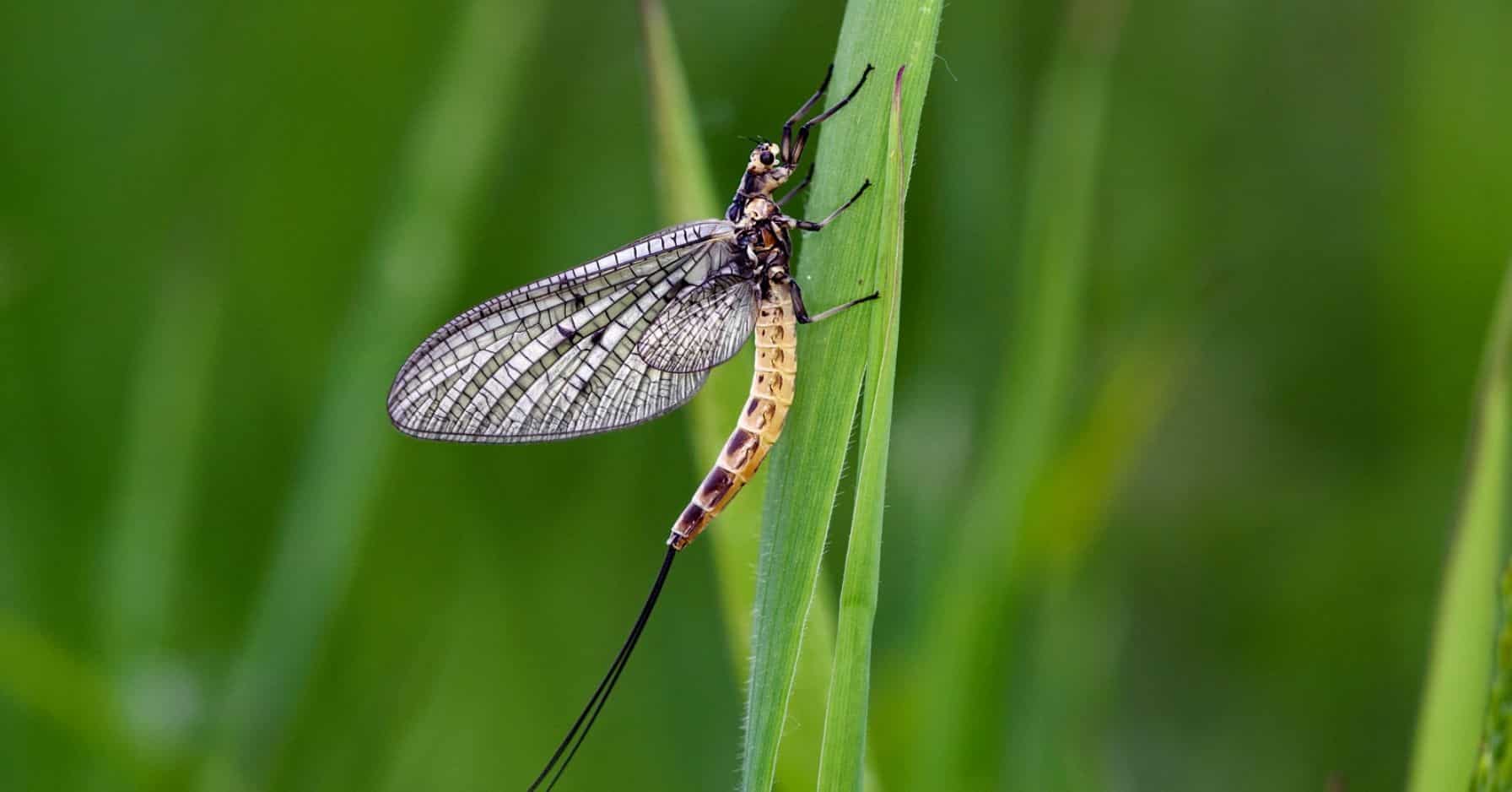 Une mouche préhistorique de retour dans la Seine