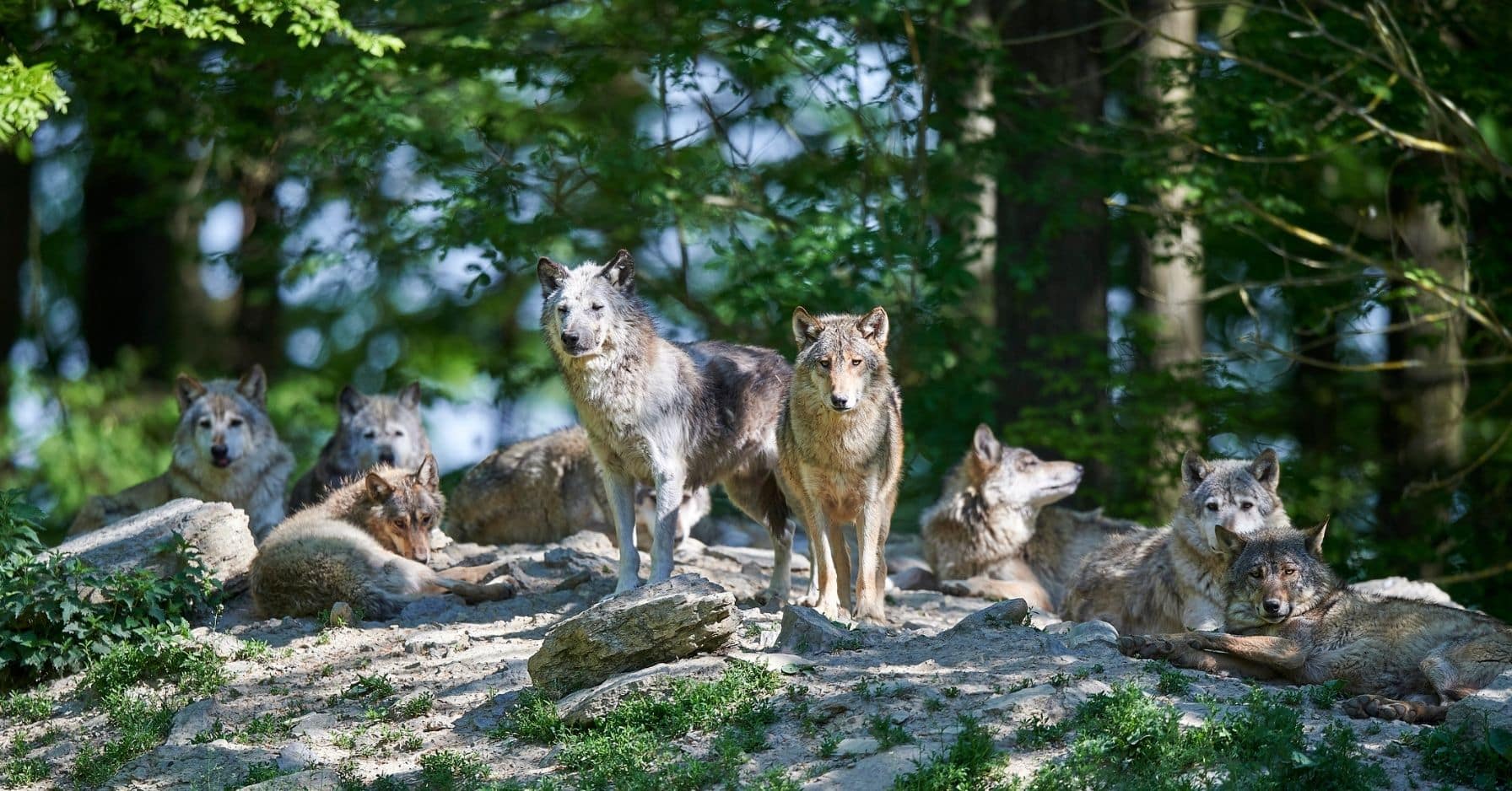 Une meute de loups risque d’être exterminée dans le Jura