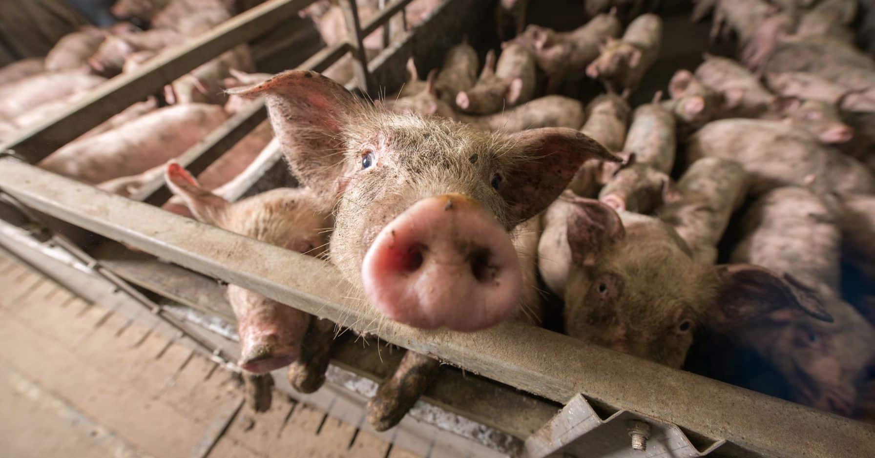 Élevage intensif : les animaux souffrent bien plus que ce que l’on ...